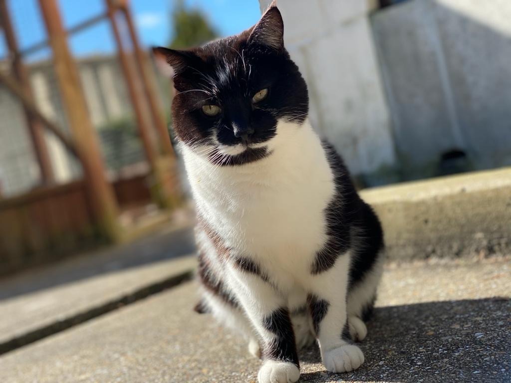 Rural and Outdoor Homes - RSPCA Solent Branch CIO - The Stubbington Ark