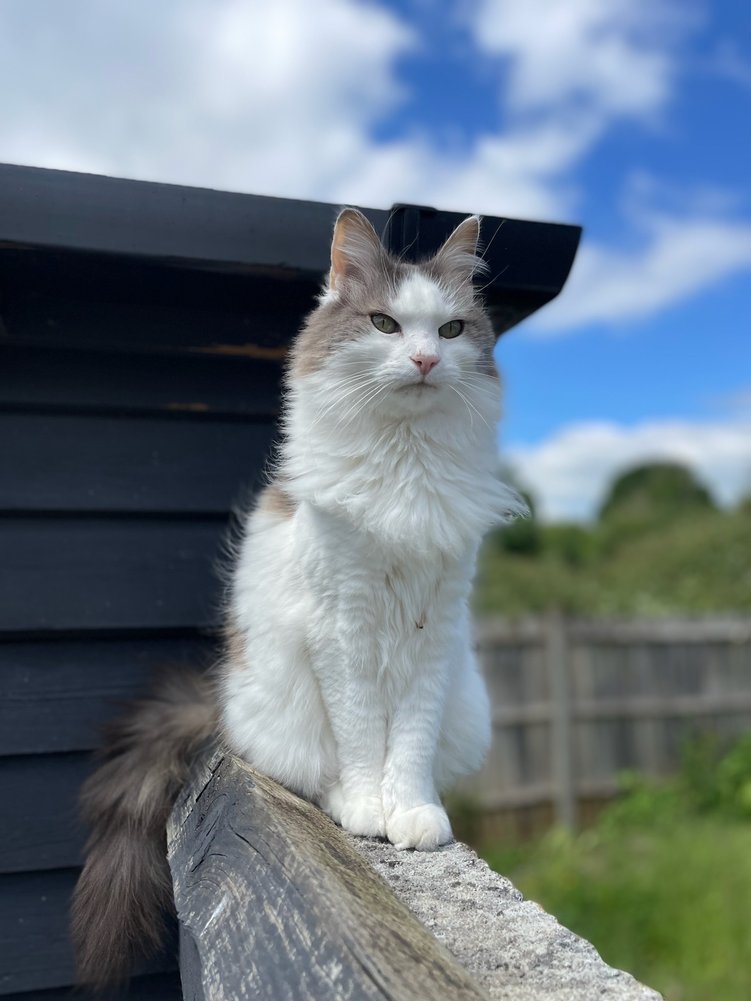 Rural and Outdoor Homes - RSPCA Solent Branch CIO - The Stubbington Ark